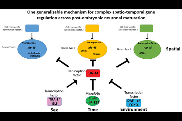 Hobert lab paper published in Nature | Biology